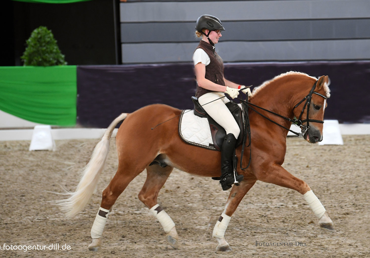 Riding lessons, Horse driving school, showjumping courses